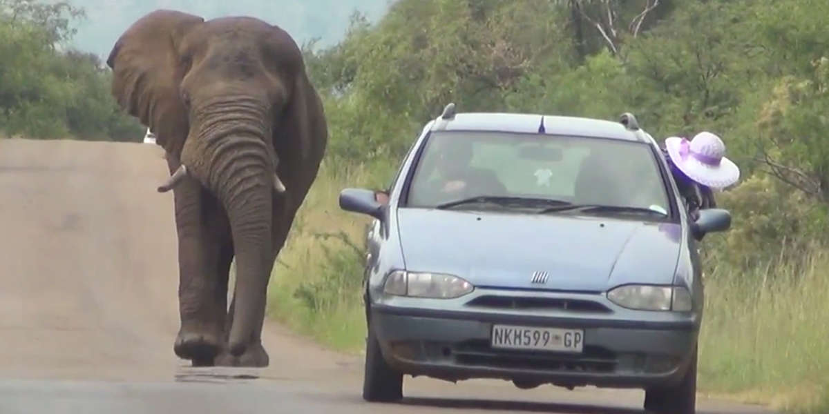 People Have The Most Amazing Encounter With Wild Elephant - Videos ...