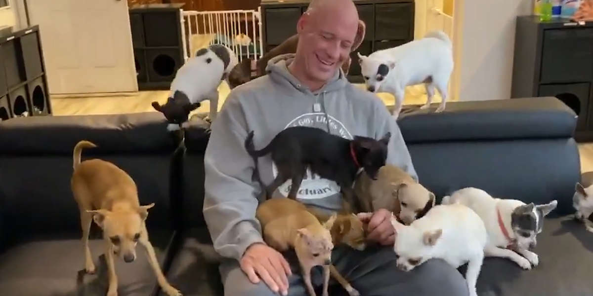 Guy Can T Stop Rescuing Abandoned Chihuahuas Videos The Dodo