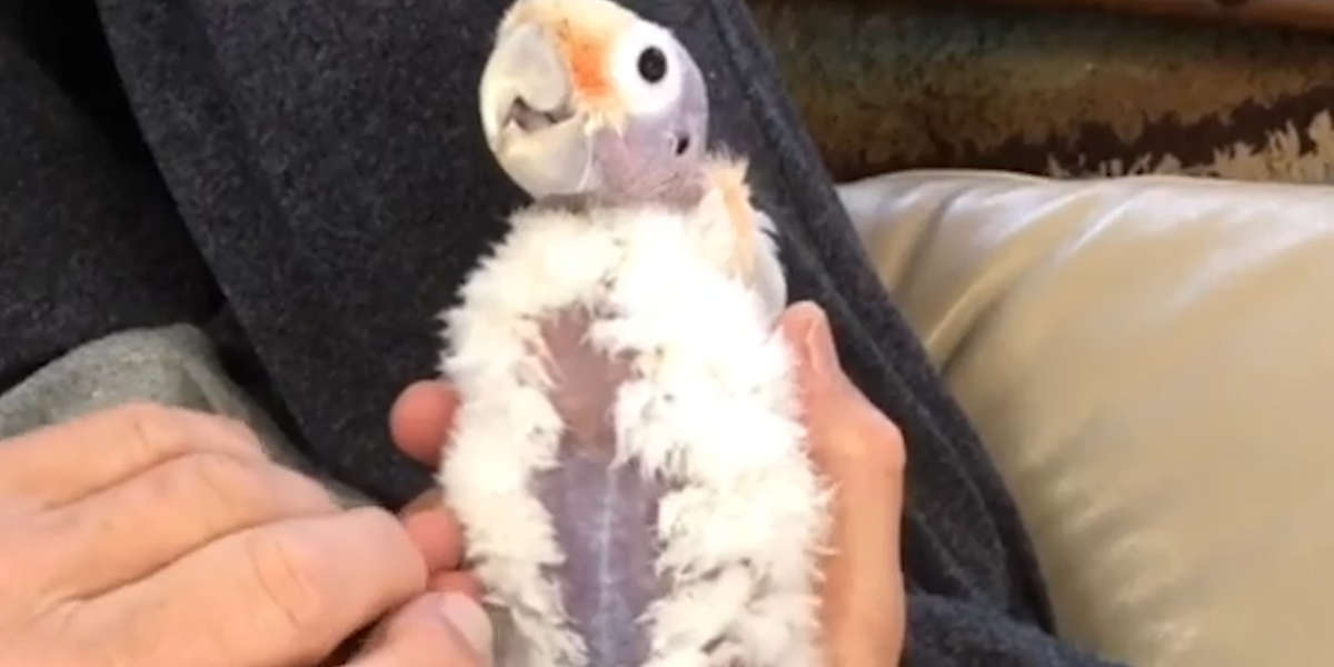 Guy Has The Cutest Bond With A Bald Little Cockatoo - Videos - The Dodo