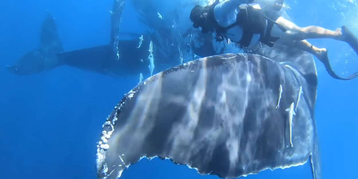 These People Had The Craziest Ocean Encounters - Videos - The Dodo