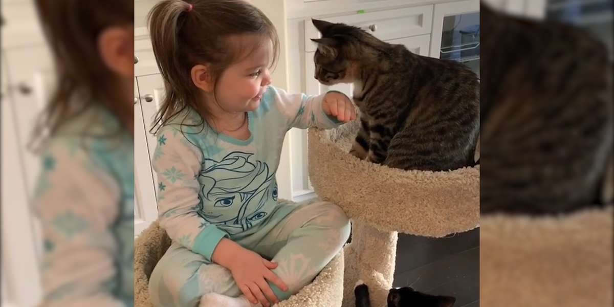 4-Year-Old Girl Has The Purest Friendship With Her Rescue Cats - Videos ...