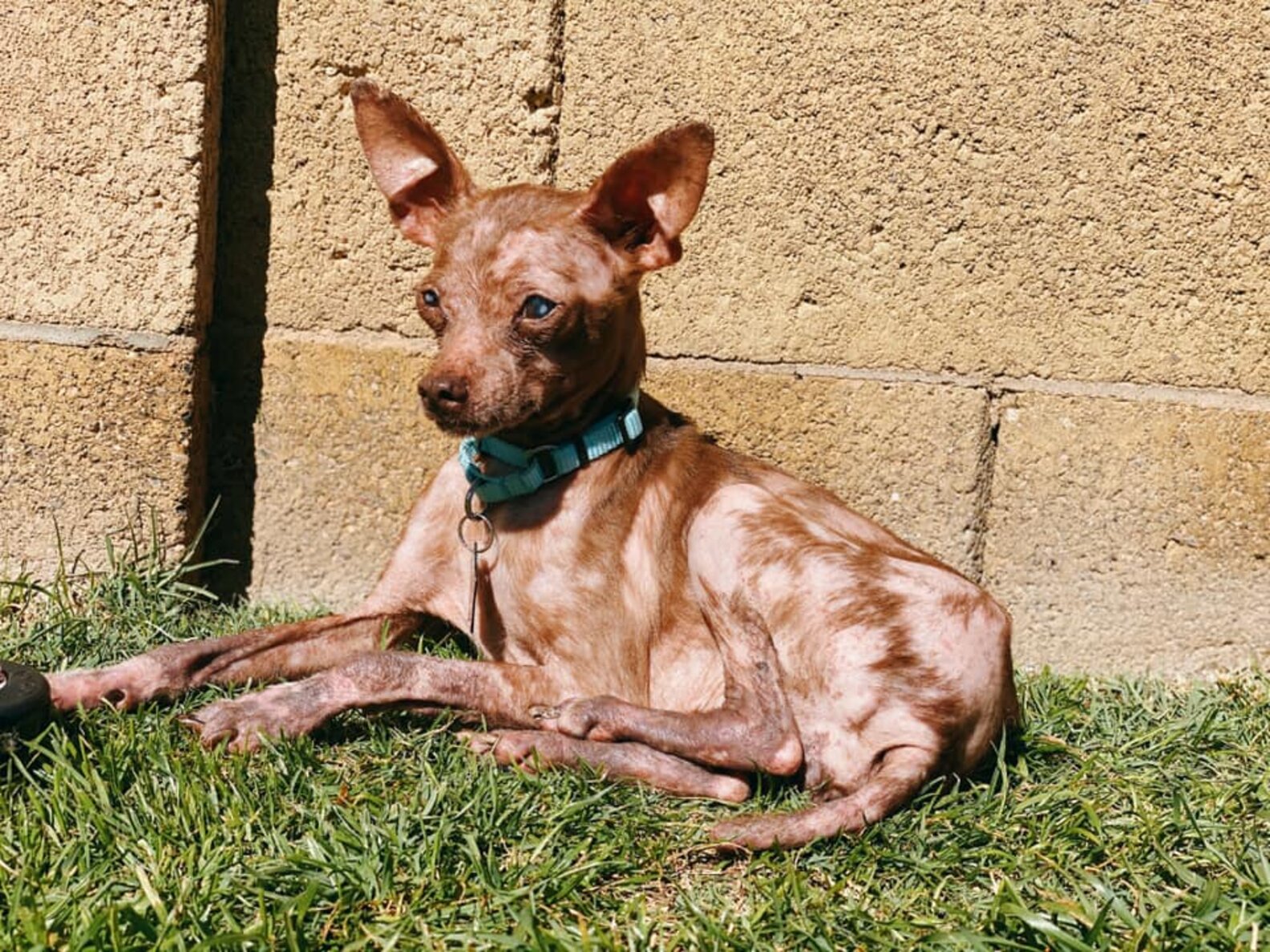 Dog Who Looked Mummified Makes Amazing Transformation - The Dodo