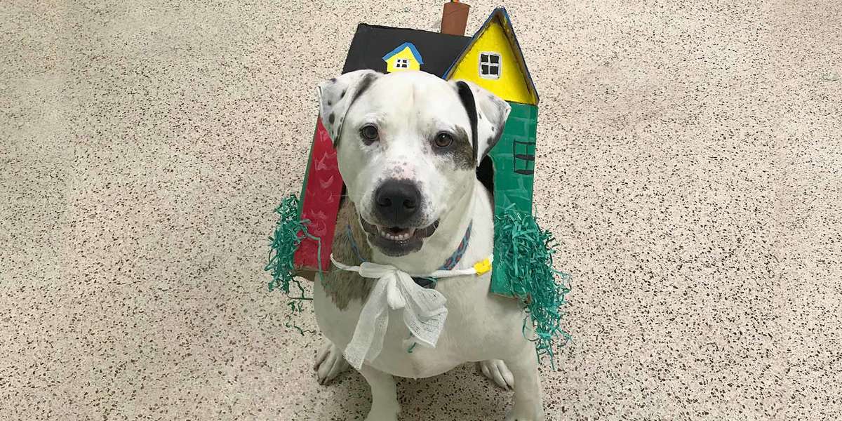 Dog Stuck In Shelter Over 1,000 Days Can't Stop Kissing His Family ...