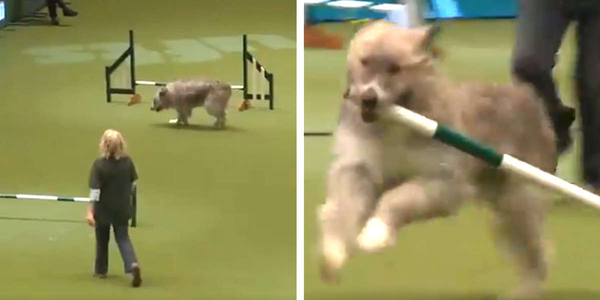 Big Fluffy Dog Fails At Agility Course Again...And It's Adorable - The Dodo