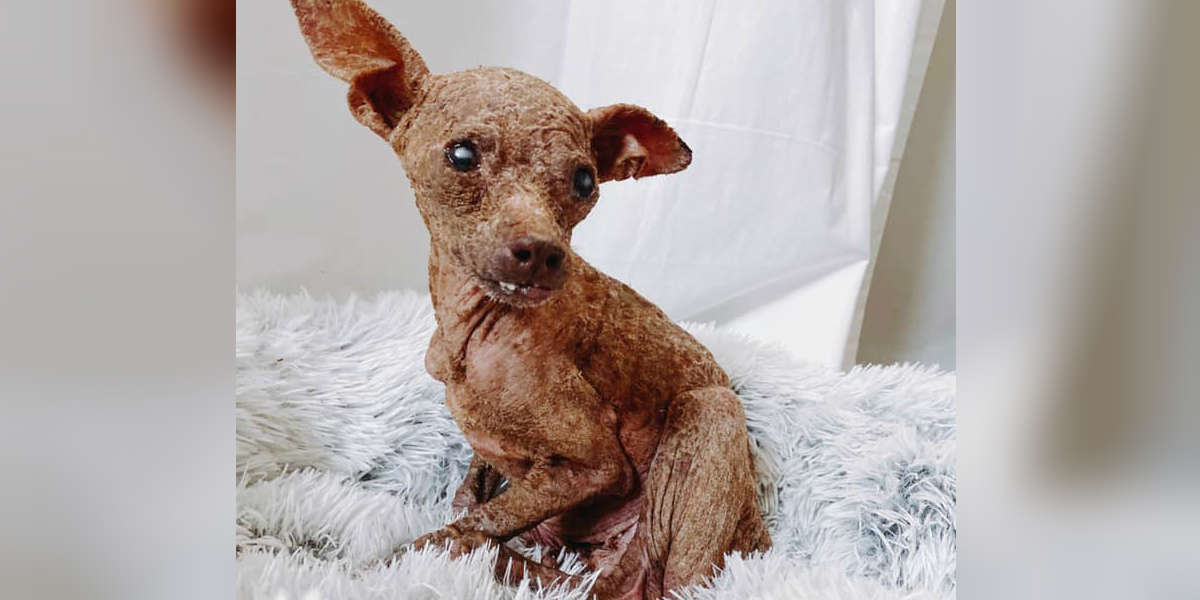Dog Who Looked Mummified Makes Amazing Transformation - The Dodo