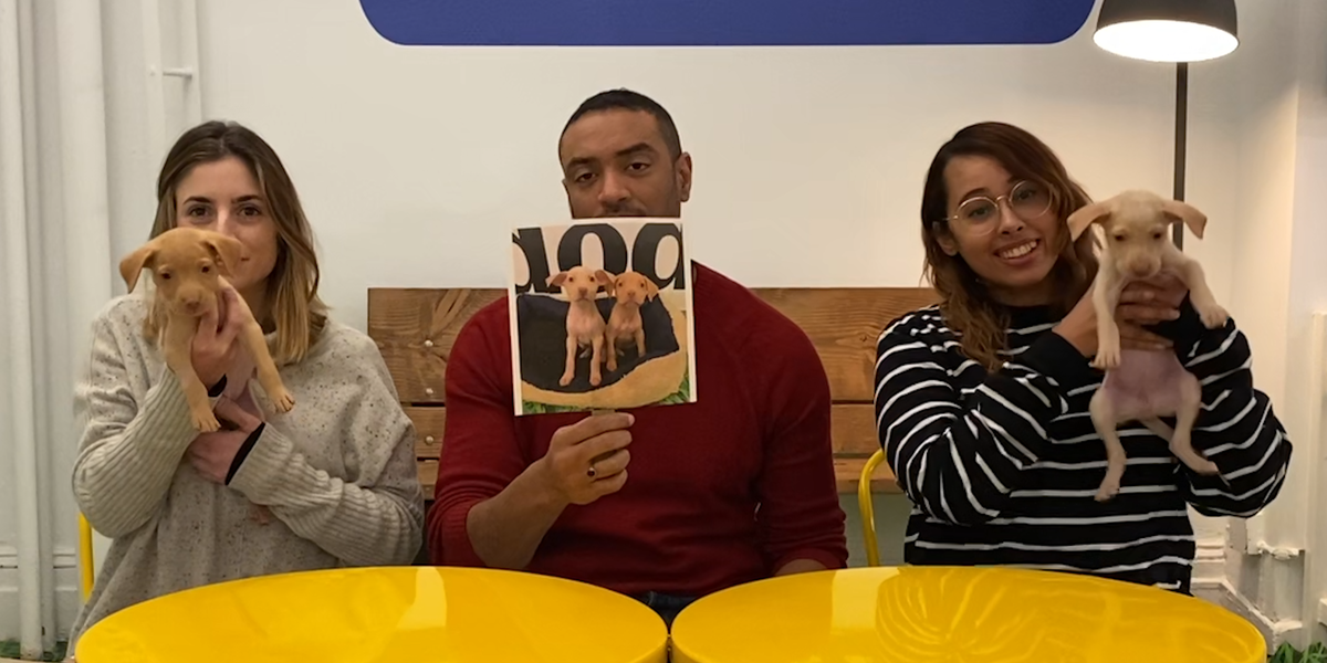 Welcome To The Dodo Rescue Dog Show