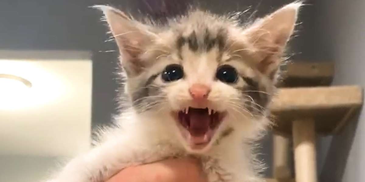 Permanent Kitten Screams To Get What He Wants - Videos - The Dodo