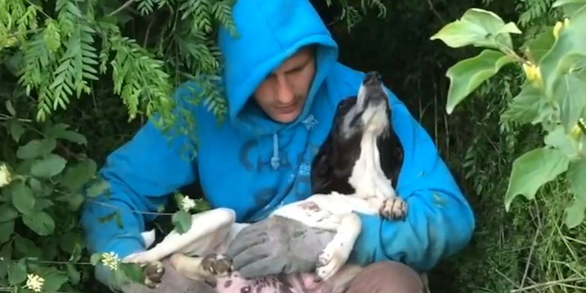 Guy Rescues Very Pregnant Dog From Middle Of The Woods - Videos - The Dodo