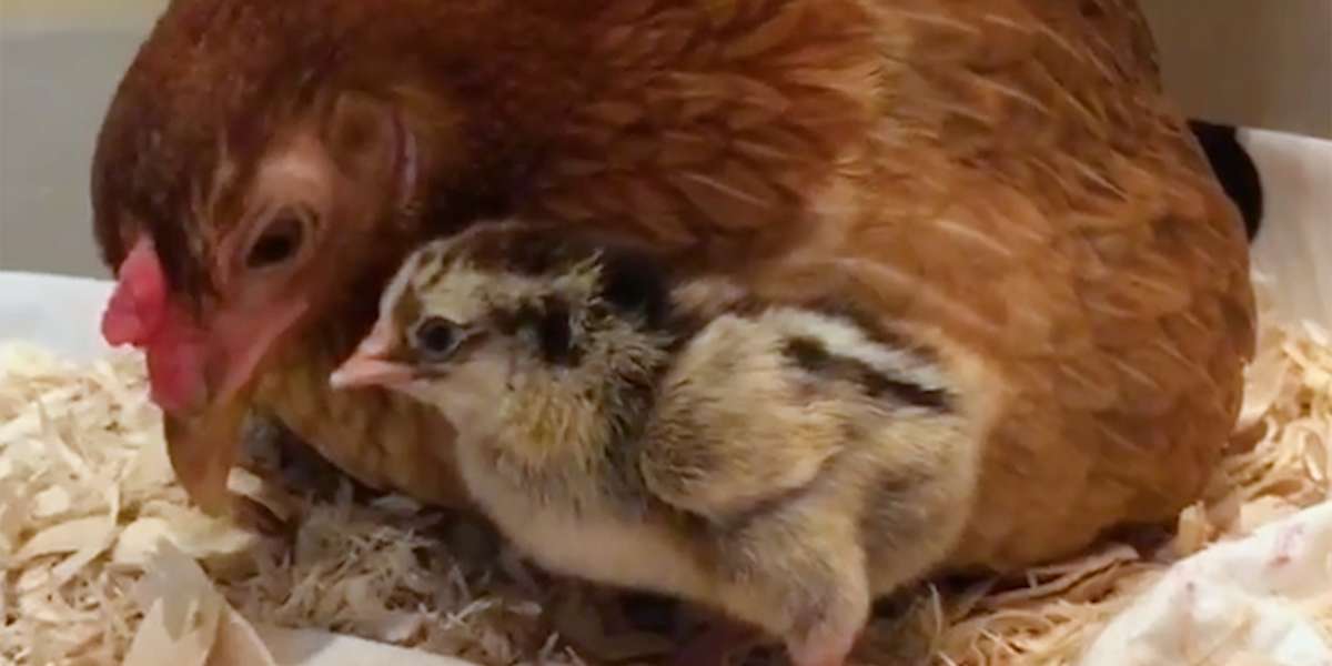 Chicken Adopts A Tiny Little Egg - Videos - The Dodo