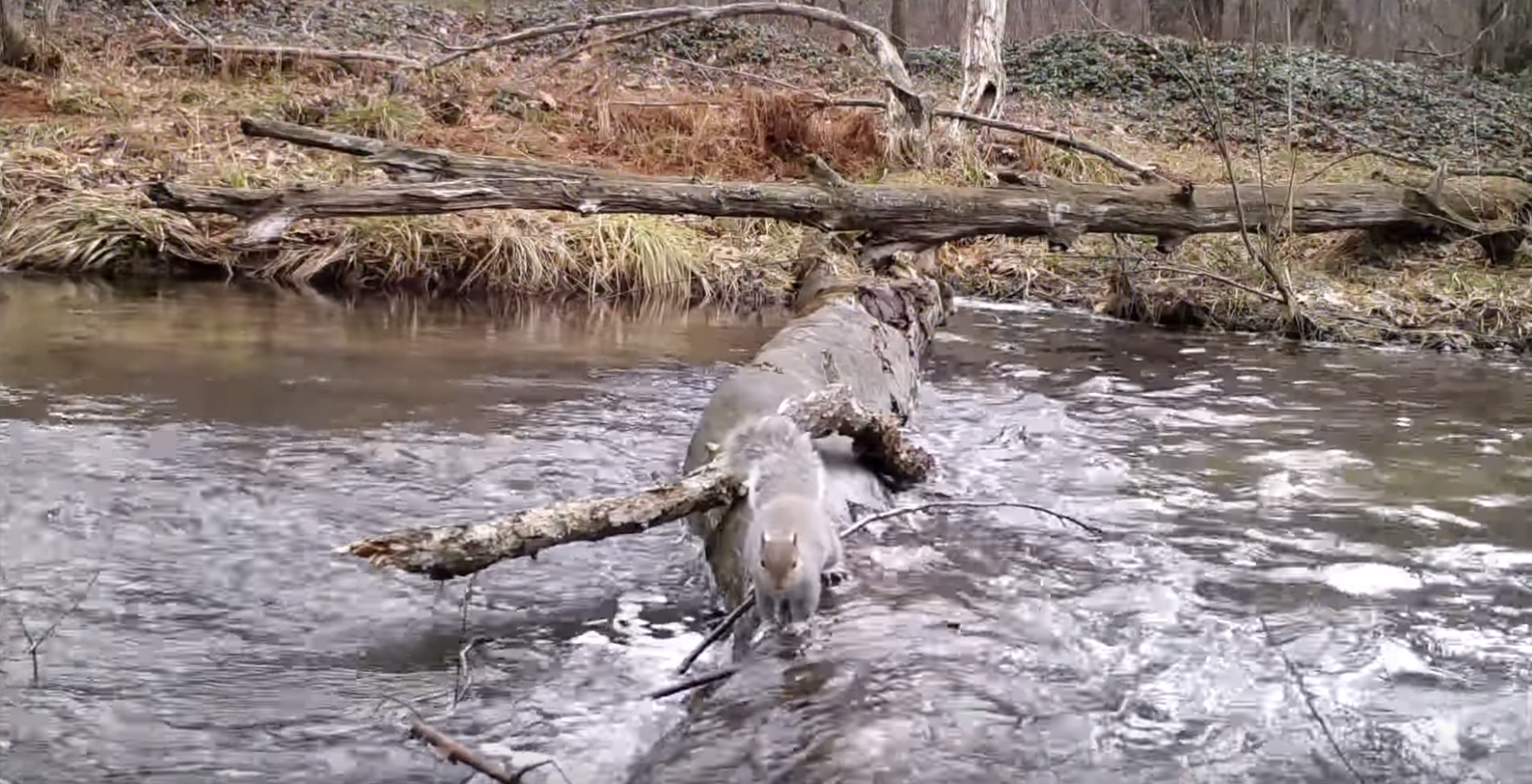 Camera Catches Animals Crossing Fallen Log - The Dodo