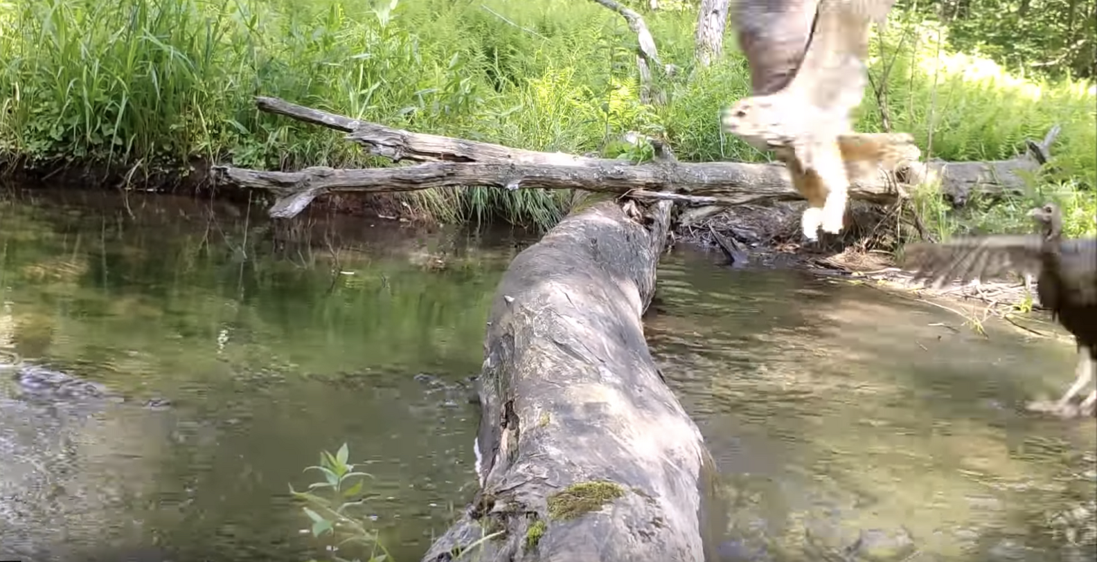 Camera Catches Animals Crossing Fallen Log - The Dodo