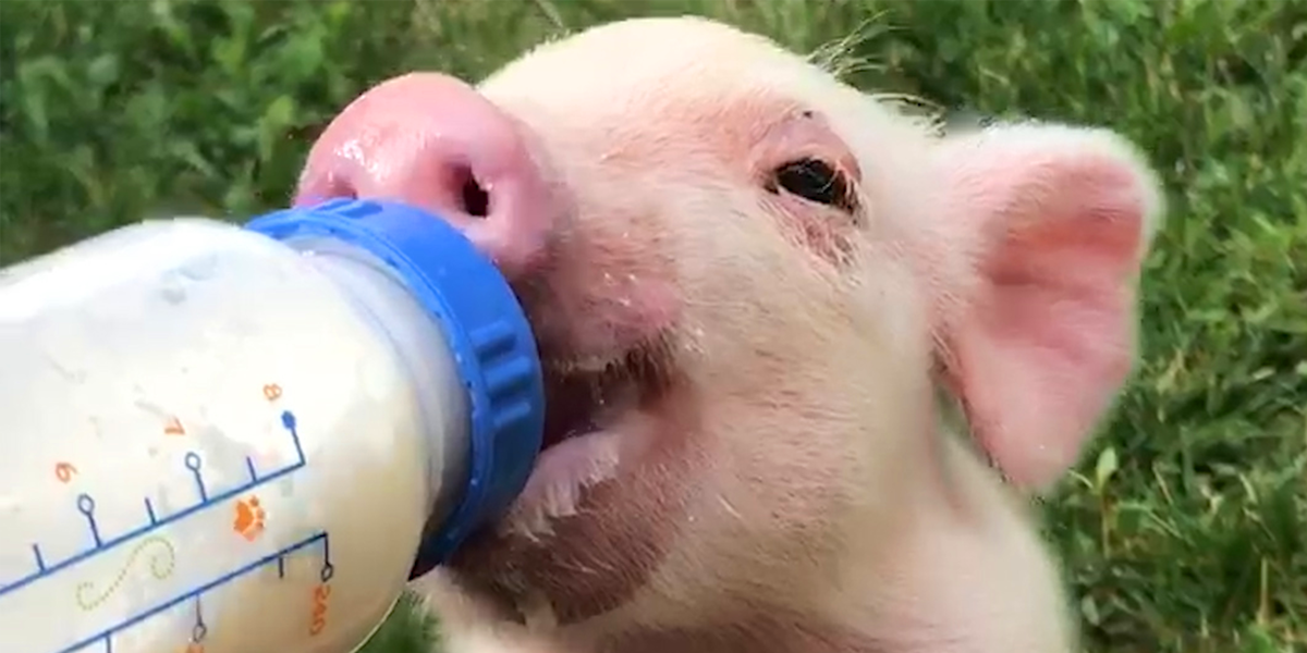 This Tiny Pig Acts Like A Puppy - Videos - The Dodo