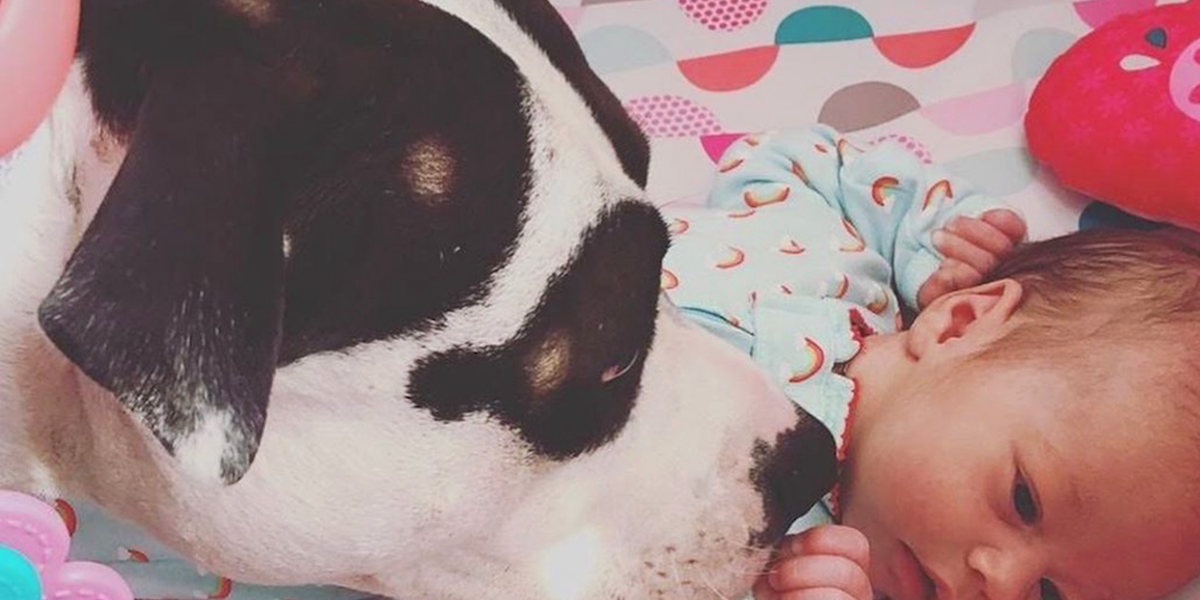 Pit Bull Turns Into The Best Nanny Dog - Videos - The Dodo