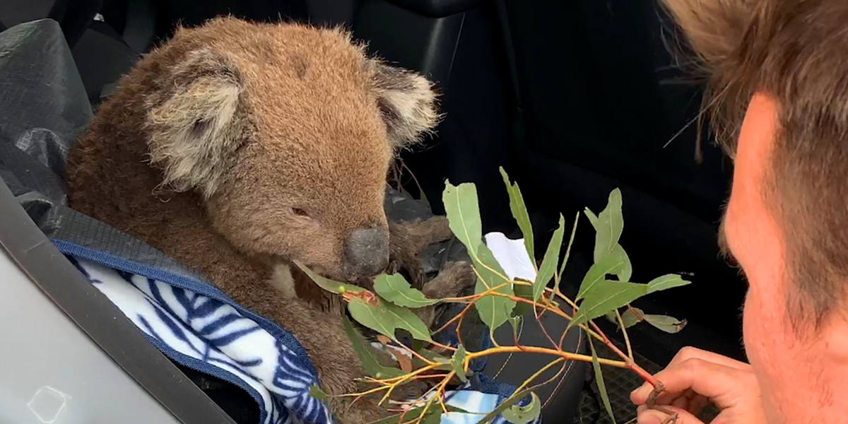 Hungry Koala Walks Up To Couple Asking For Help - Videos - The Dodo