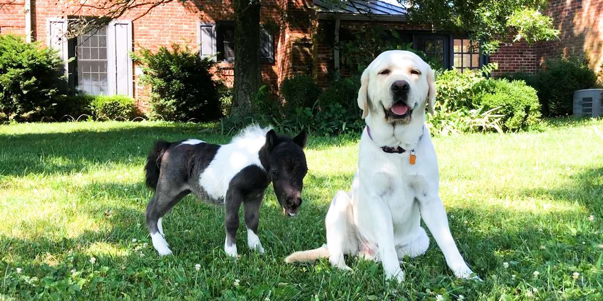 Dwarf Mini Horse Is Too Cute To Be Real - Videos - The Dodo
