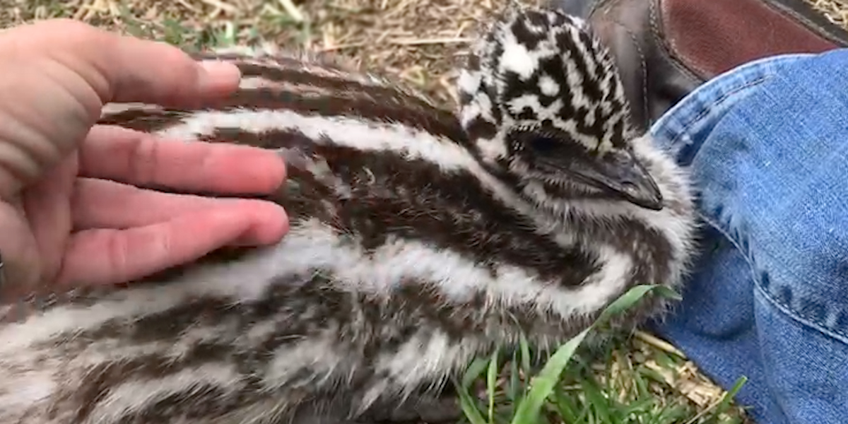 Baby Emus Are 100% Perfect - Videos - The Dodo