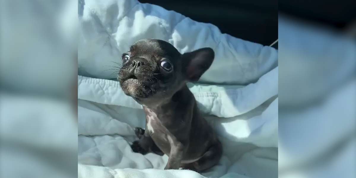 Little Frenchie Goes From Wheelchair To Speed Demon - Videos - The Dodo