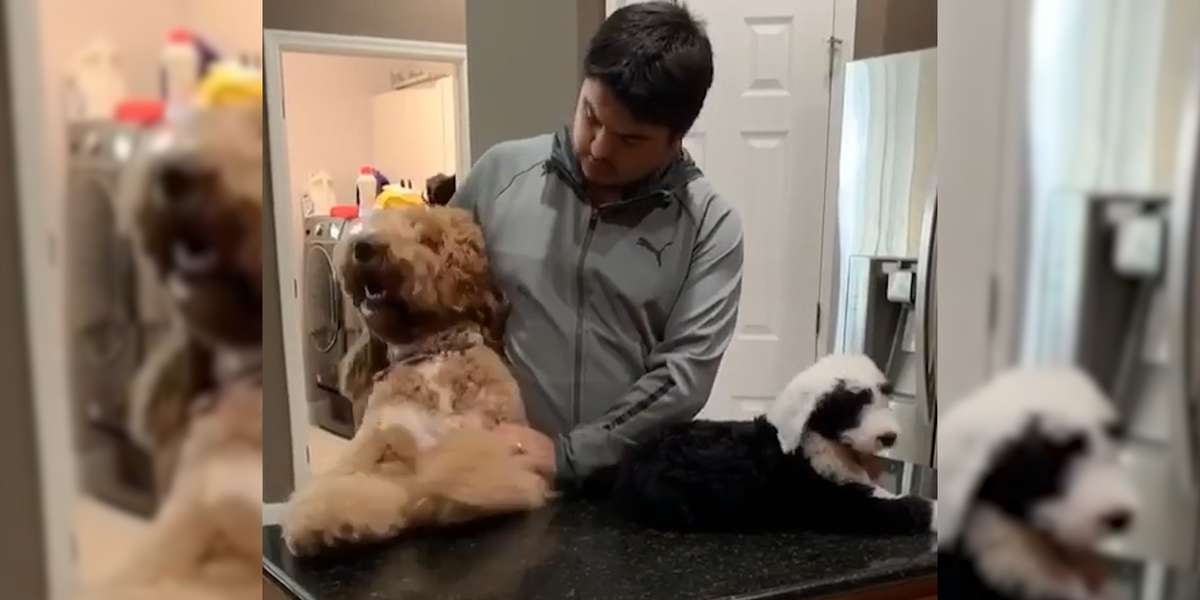 80-Pound Dog Thinks He’s A Big Baby - Videos - The Dodo