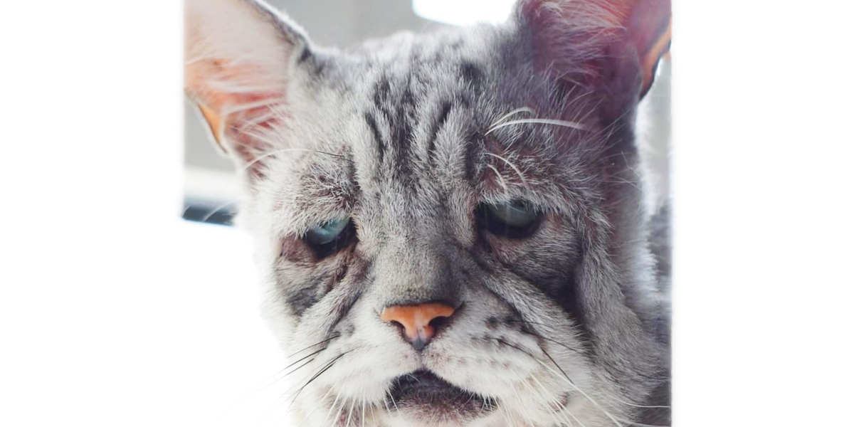 Grumpy Old Looking Cat Just Wants To Play Like A Kitten - Videos - The Dodo