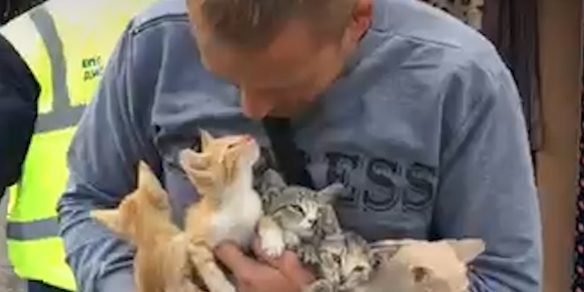 Guy Rescues Abandoned Tiny Kittens In Busy Market - Videos - The Dodo