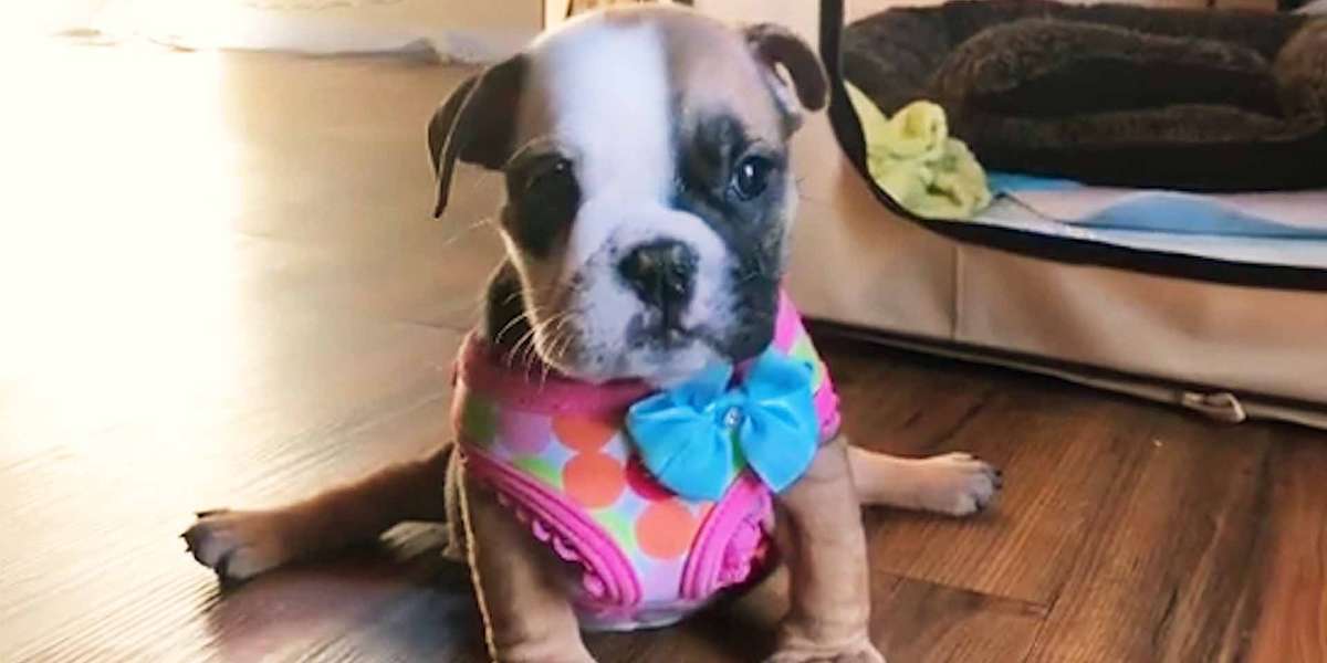 Sassy Baby Bulldog Wasn't Supposed To Walk — Look At Her Run! - Videos ...
