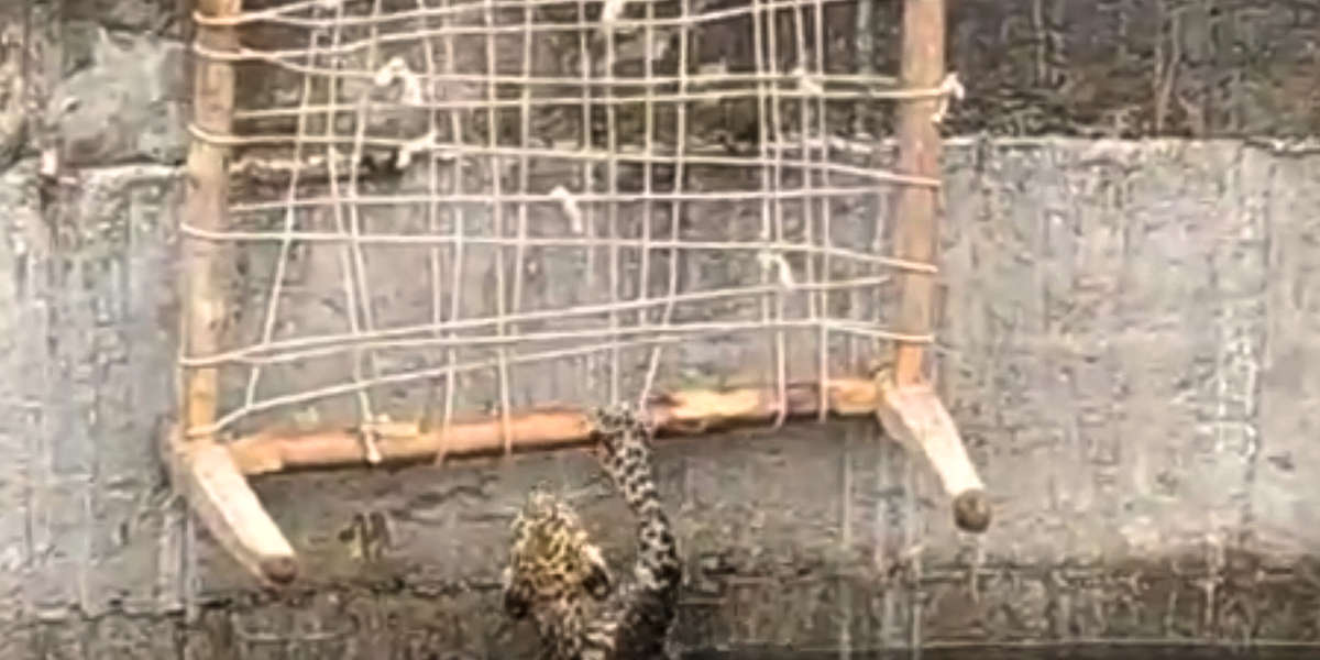 Drowning Leopard Rescued From Well - Videos - The Dodo