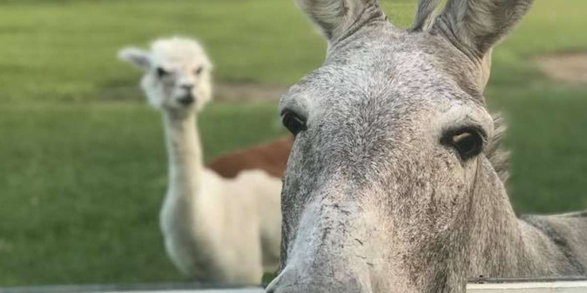 Adorable Alpaca Terrorizes Her Home - Videos - The Dodo