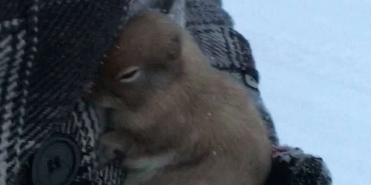 Kids Find Frozen Squirrel On Their Way Home From School - Videos - The Dodo