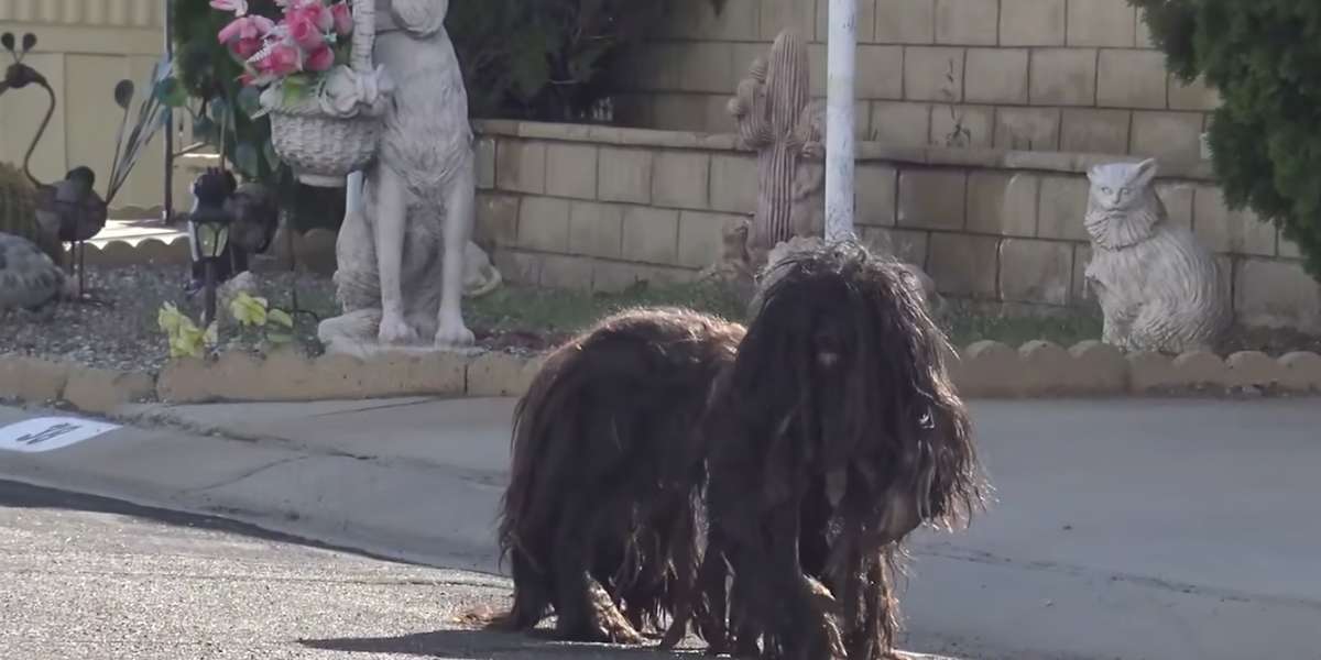 Homeless Matted Dog Transforms Into A Tiny Little Puppy - Videos - The Dodo