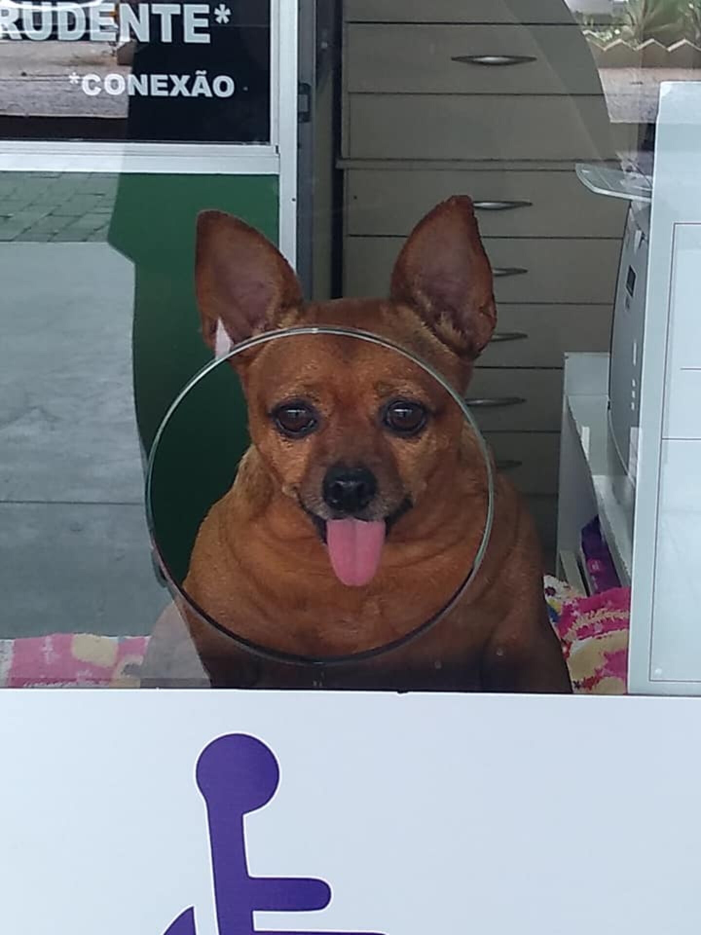 Chubby Dog Lands A Job As A Bus Station Attendant - The Dodo