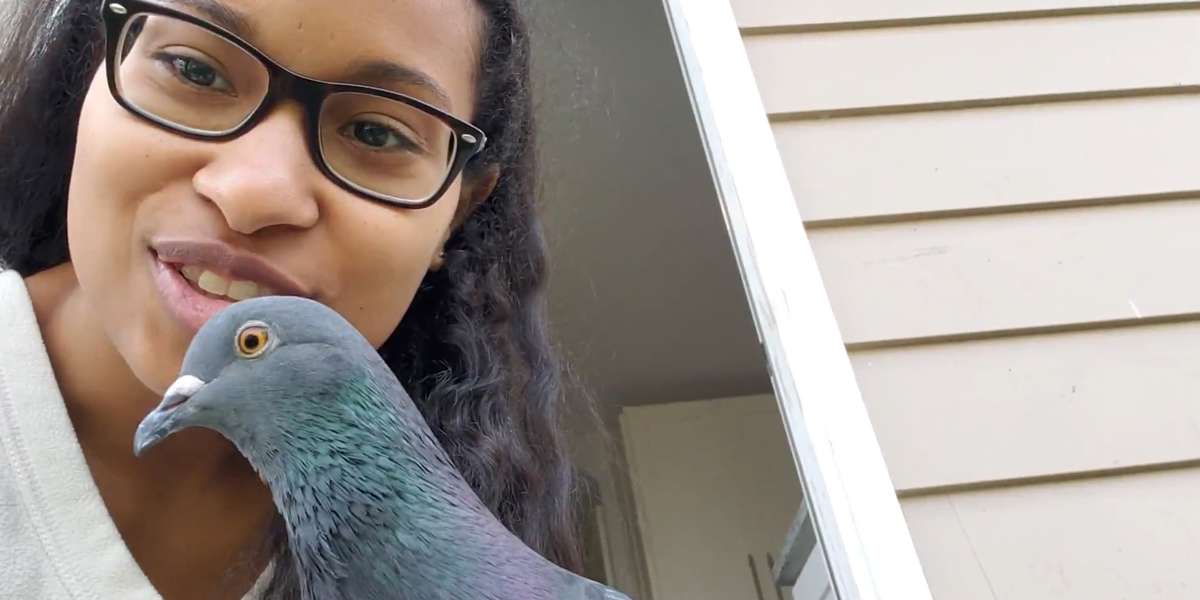 This Woman's Baby Is A Rescue Pigeon - Videos - The Dodo