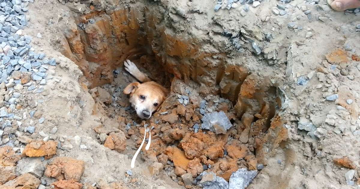 Guy Is Determined To Save His Dog Who Fell Down A Hole - Videos - The Dodo