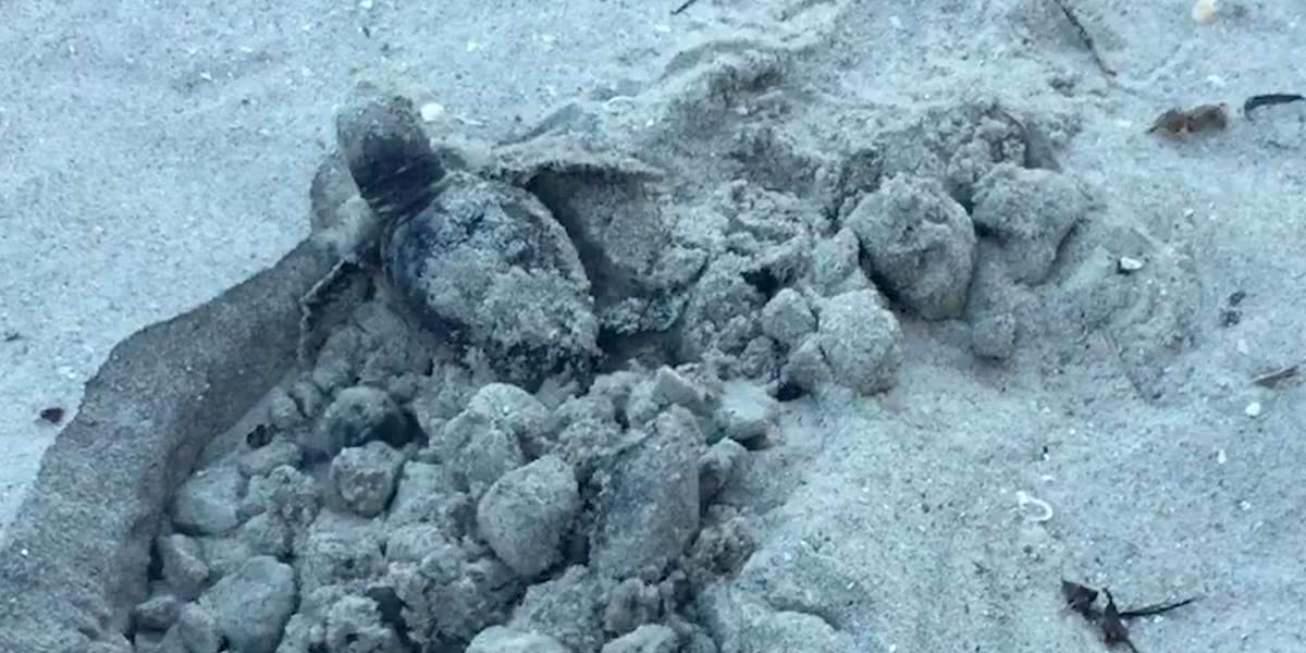 Teeny Tiny Turtles Hatch From The Ground And Waddle To The Sea - Videos ...