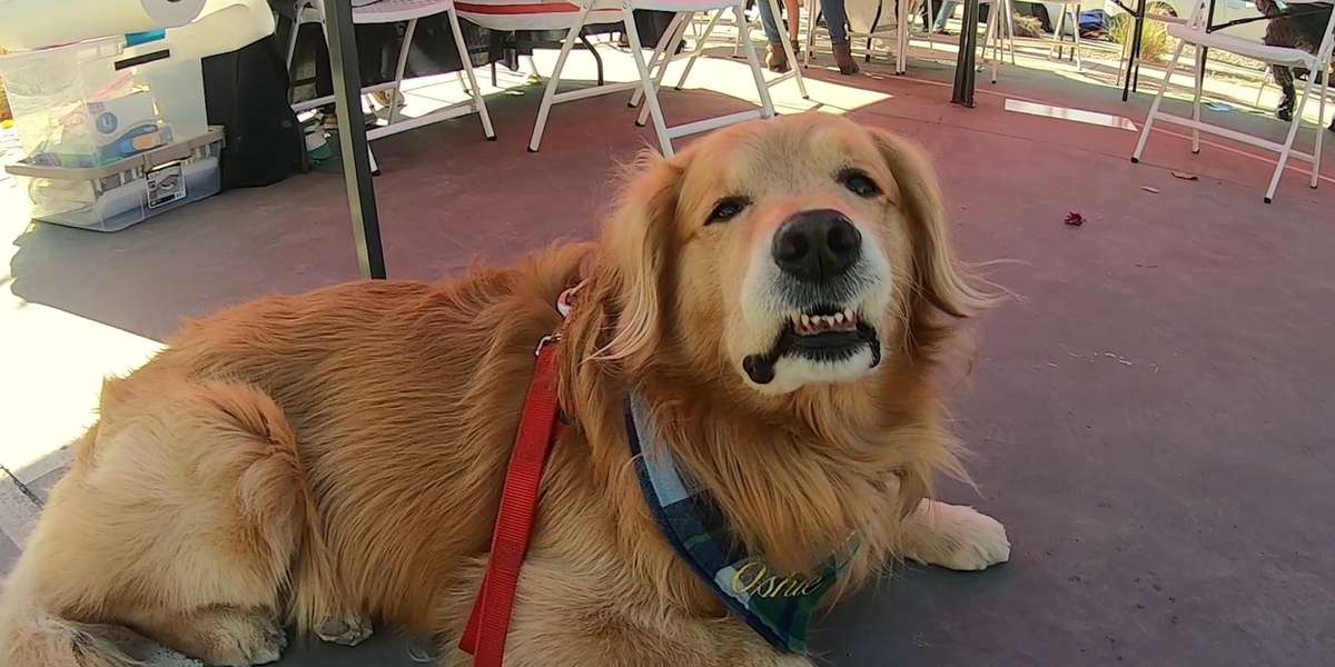 Dog Can't Wait To Reunite With His Marine Mom - Videos - The Dodo
