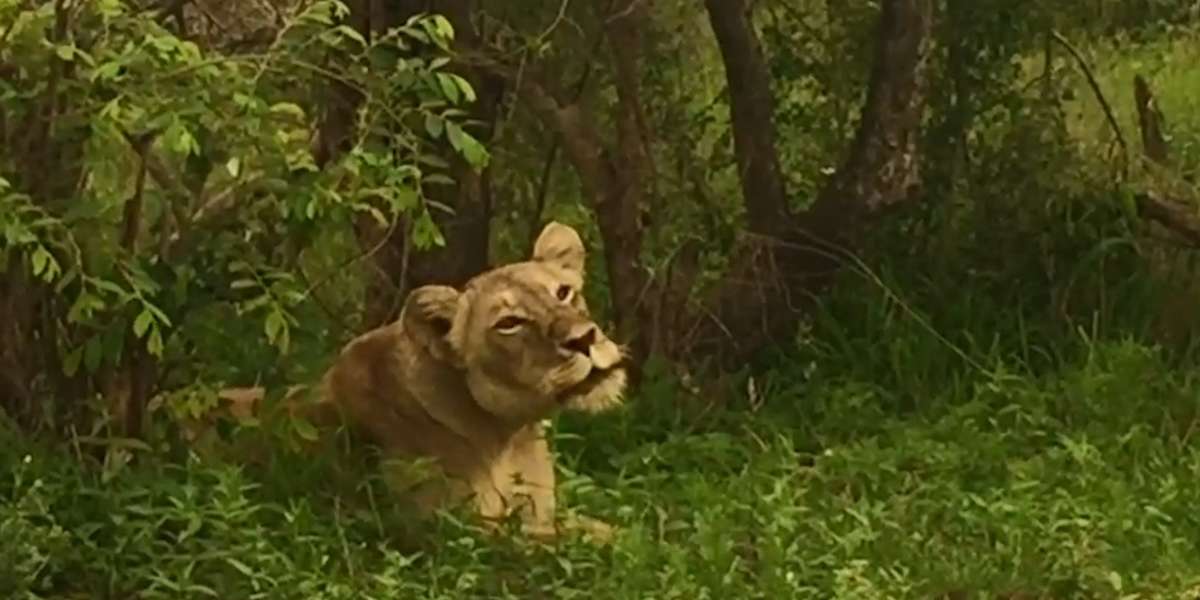 Lioness Has Sweetest Reunion With Her Pride - Videos - The Dodo