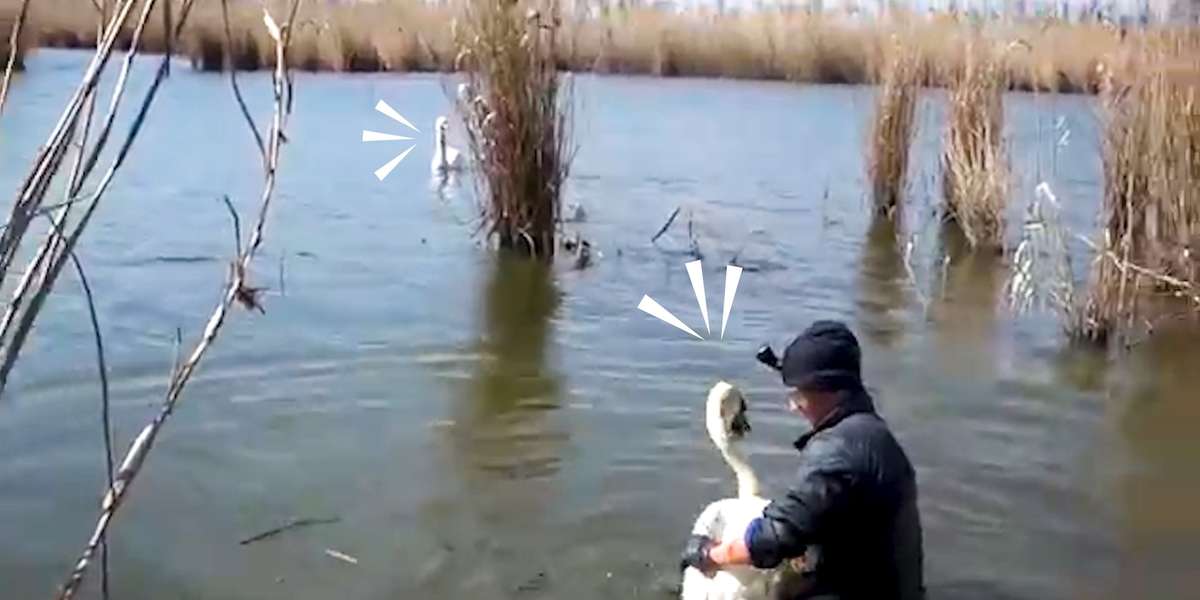 Swan Stays By His Best Friend's Side While He Gets Rescued - Videos ...