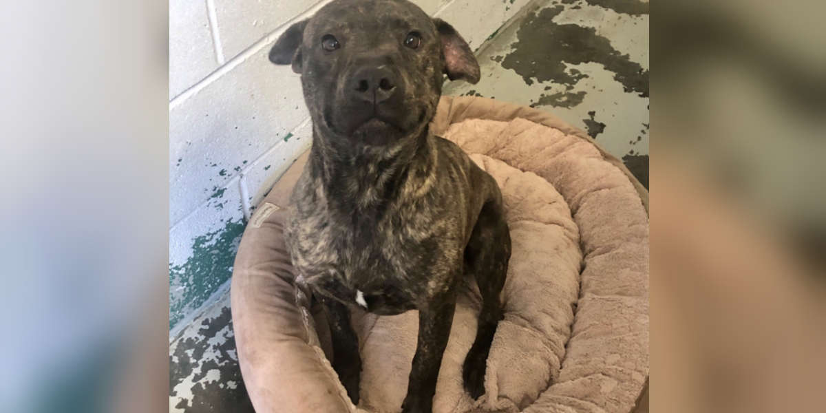 Scared Shelter Dog Loves His Very First Bed - The Dodo