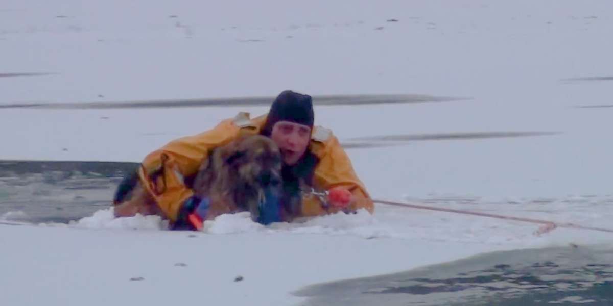 Guy Falls Through Ice Trying To Save His Dog - Videos - The Dodo