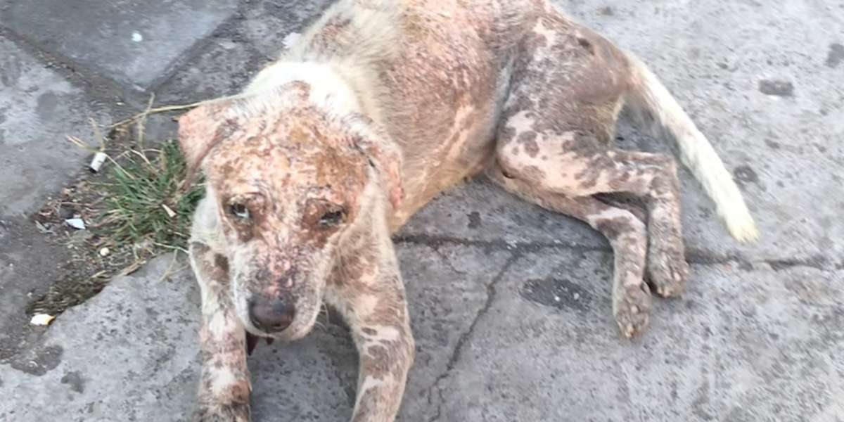 Hairless Abandoned Dog Is So Handsome Now - Videos - The Dodo