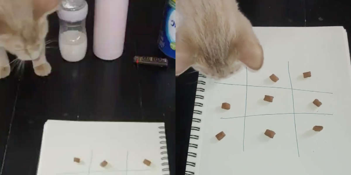 Cats Learn To Play Tic-Tac-Toe - The Dodo