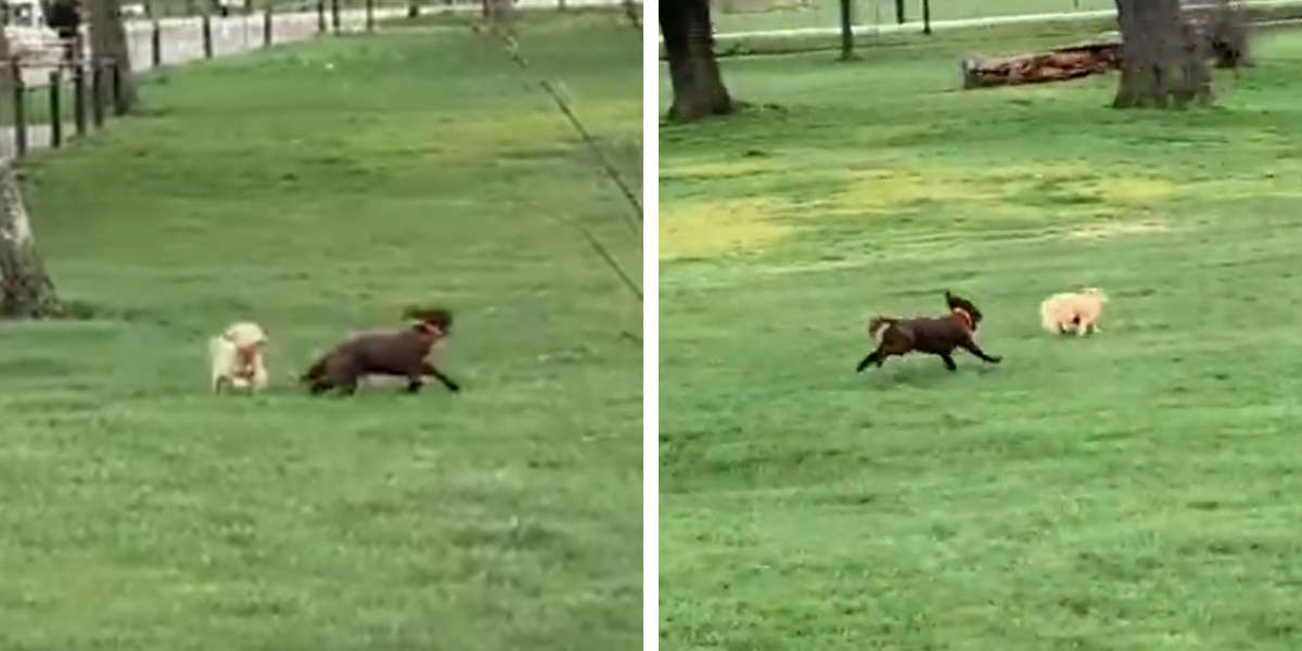 Sportscaster Gives Hilarious Play-By-Play Of Dogs In A Park - The Dodo