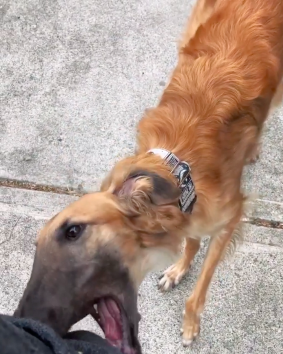 Dog With Super Long Nose Is A Master Pickpocket - The Dodo