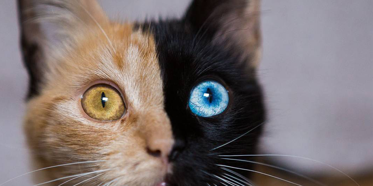 14 Pets With The Most Unique Features - Videos - The Dodo