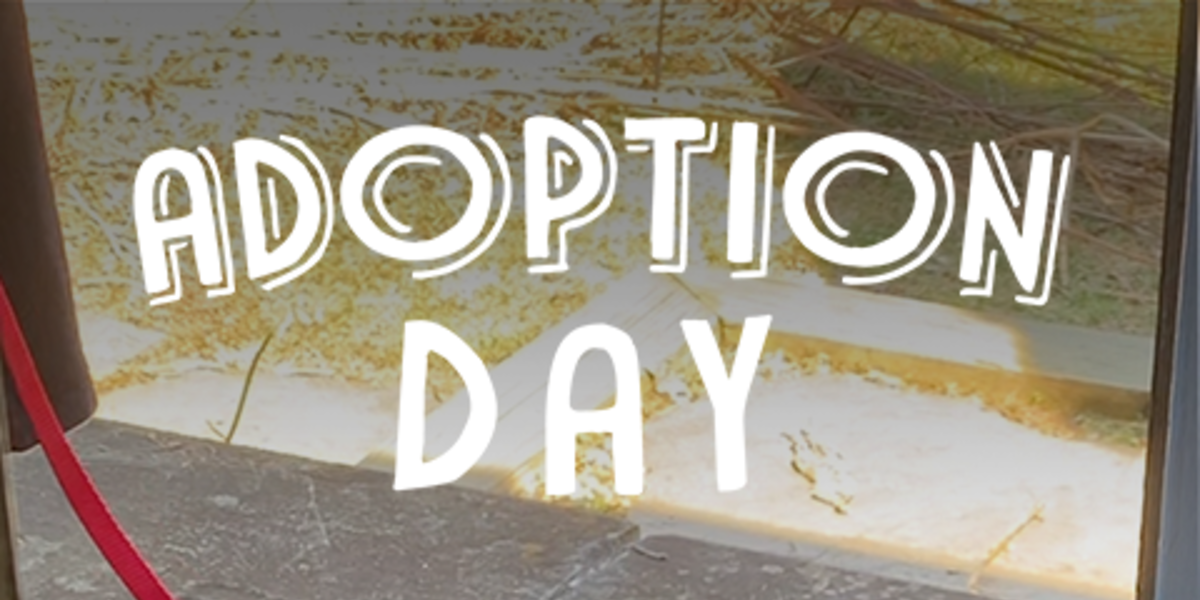 Adoption Day - The Dodo