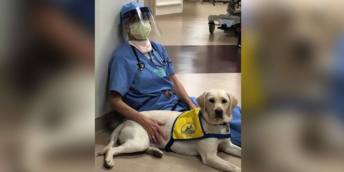 Dog Comforts Hospital Staff During Difficult Time - The Dodo