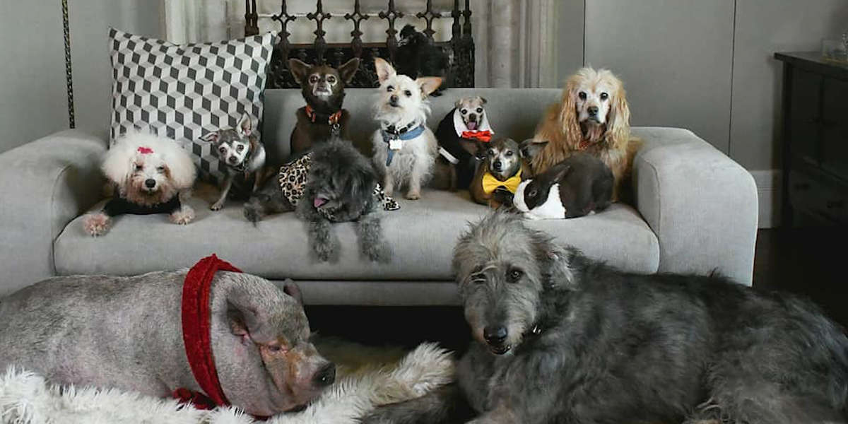 This Home Full Of Rescue Animals Has So Much Love - Videos - The Dodo