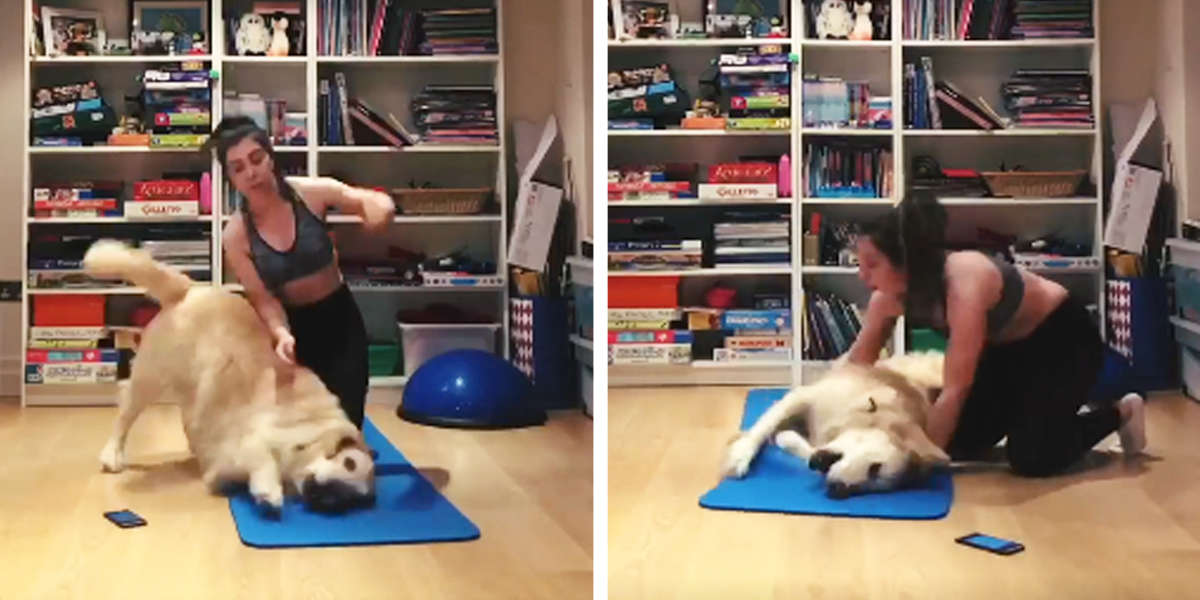 Dog Insists On Being A Part Of Woman's Home Workout Routine - The Dodo
