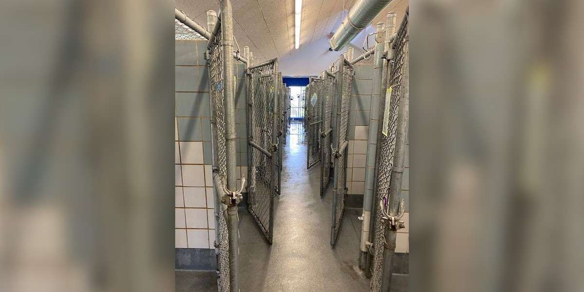 Shelter Almost Completely Empty During Pandemic - The Dodo