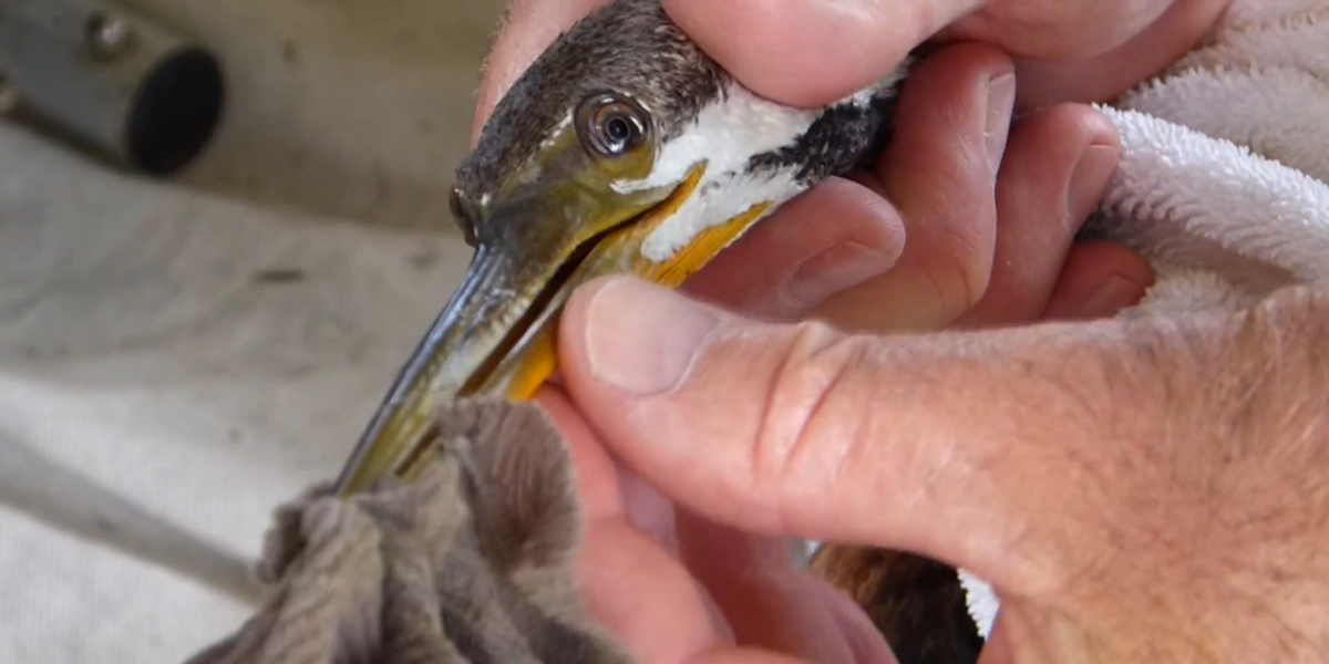 Rescued Bird Returns Home To Find Rival There Waiting - Videos - The Dodo