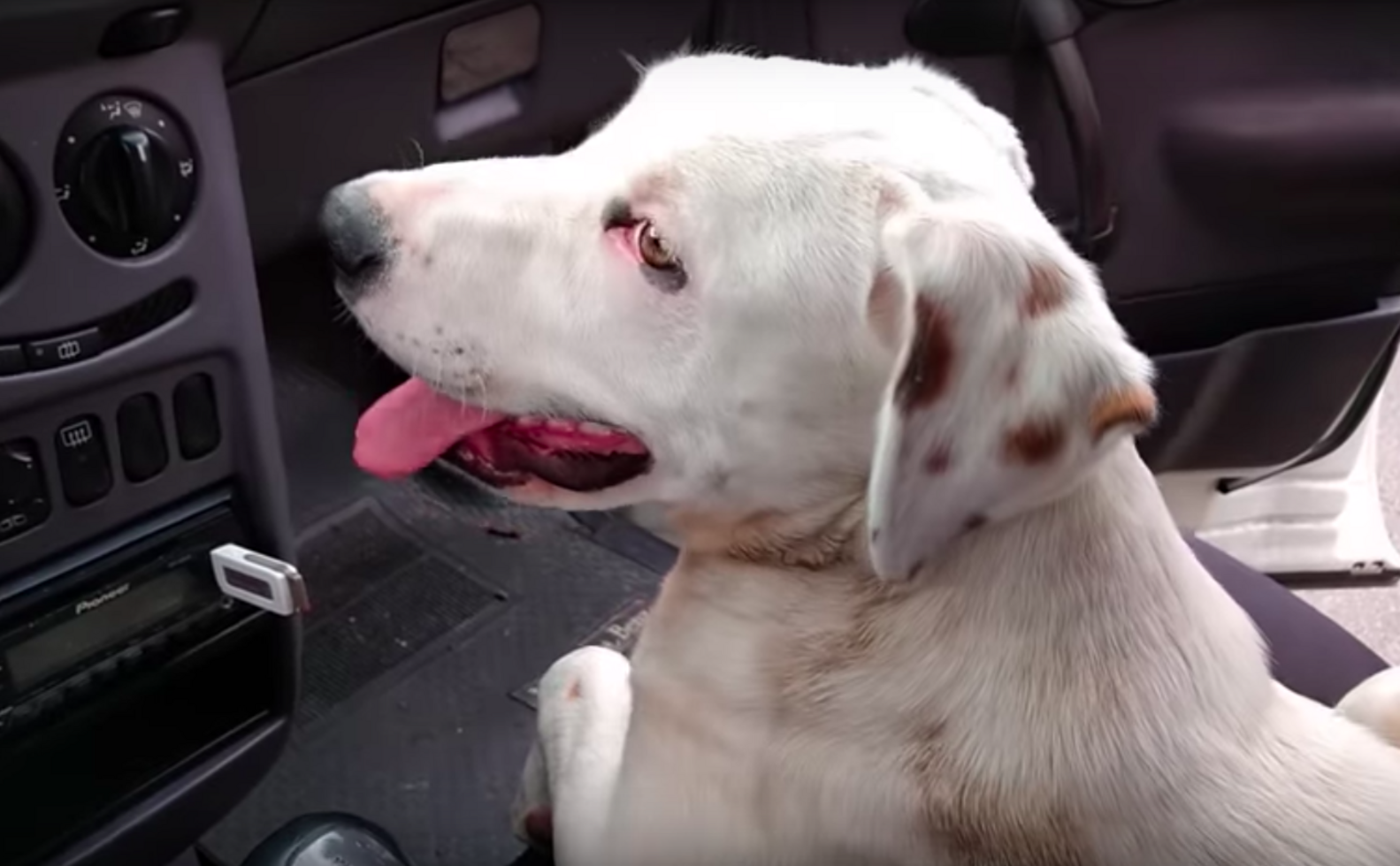Stray Dog Hops Into Guy's Car And Falls Asleep - The Dodo